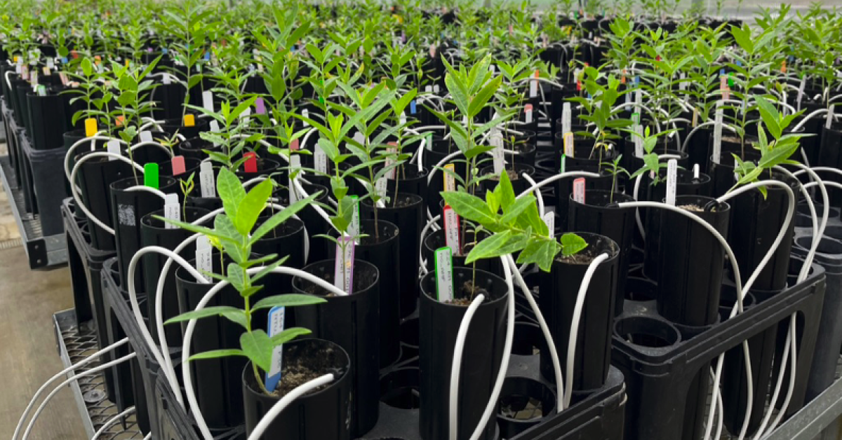 Mycorrhizal fungi in invasion: differences between native and non-native plant species ...